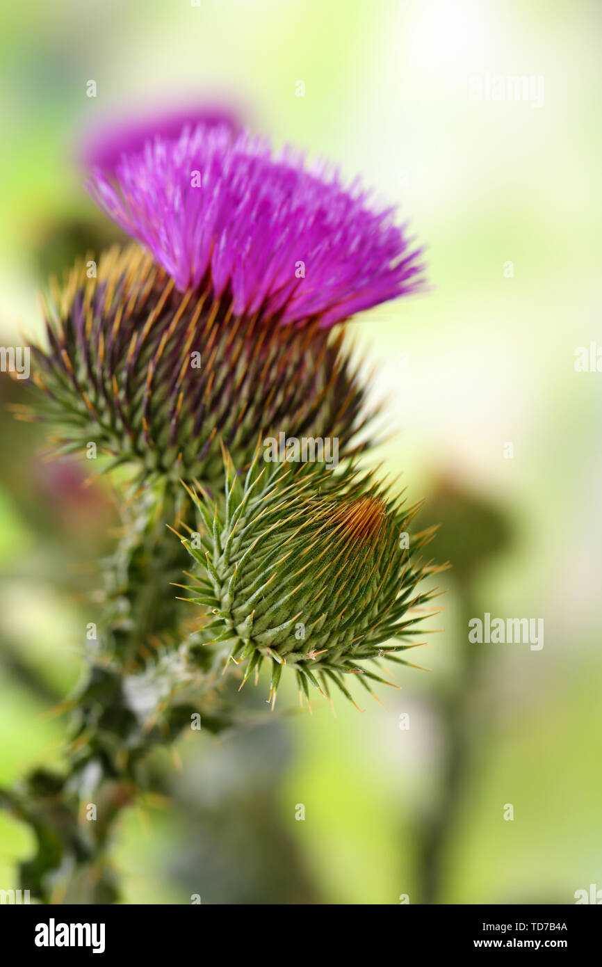 Thistle flowers on nature background Stock Photo - Alamy