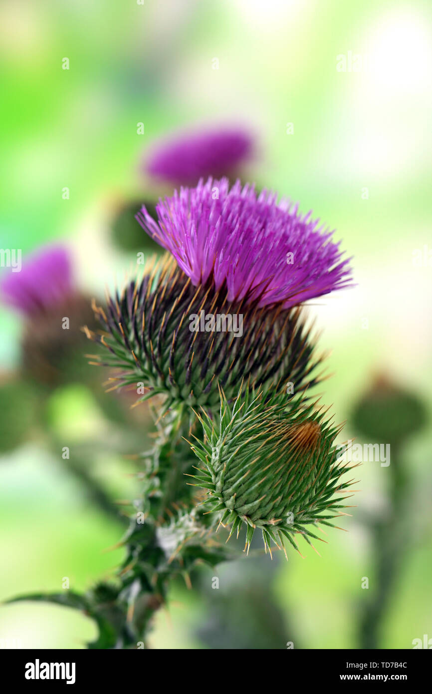 Thistle flowers on nature background Stock Photo - Alamy