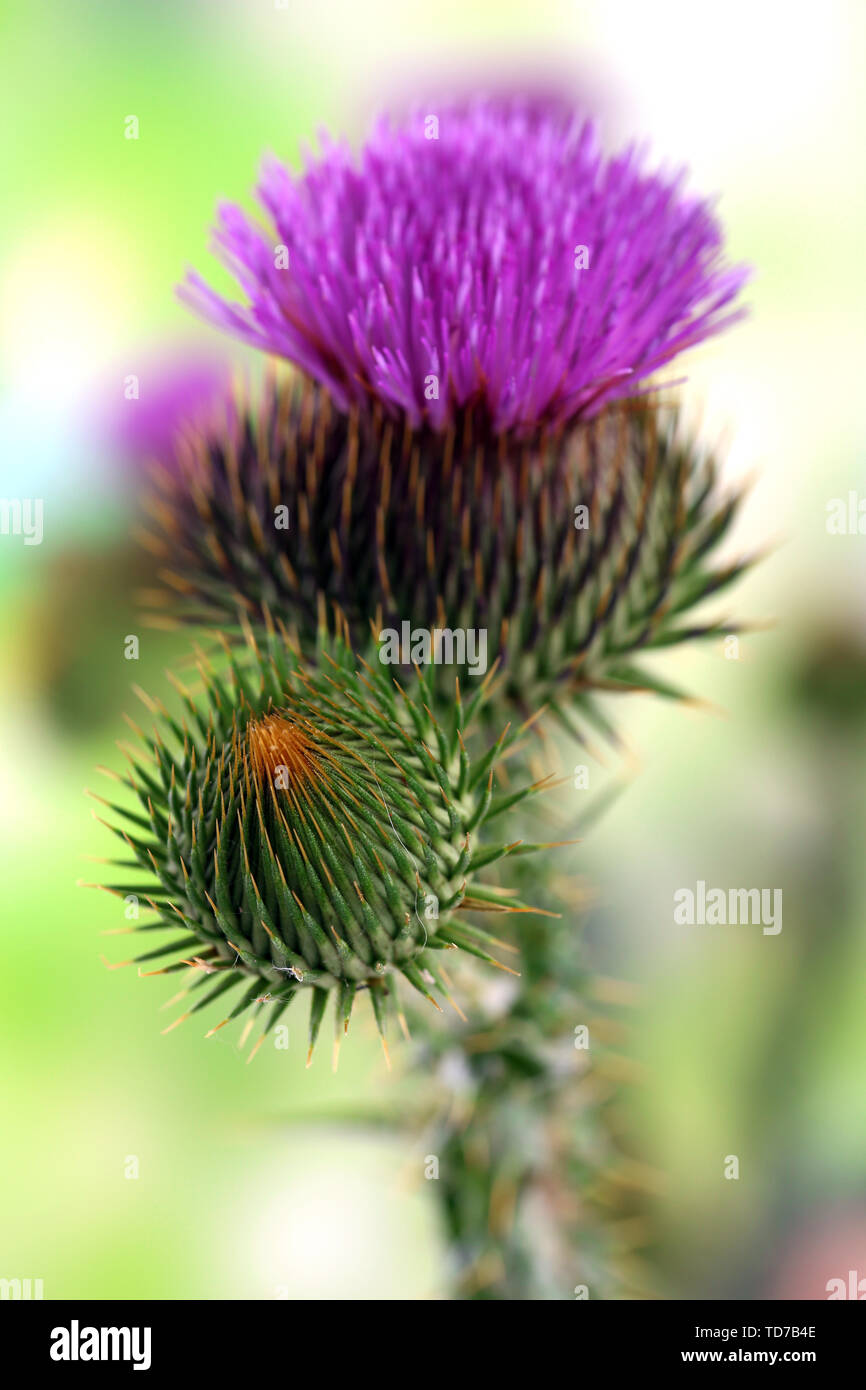 Thistle flower on nature background Stock Photo - Alamy