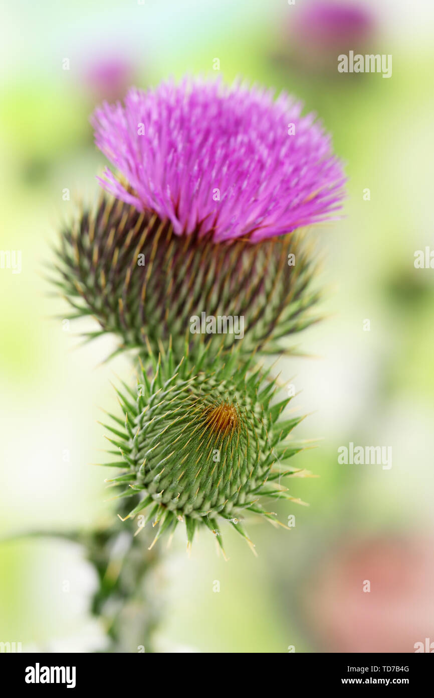 Thistle flower on nature background Stock Photo - Alamy