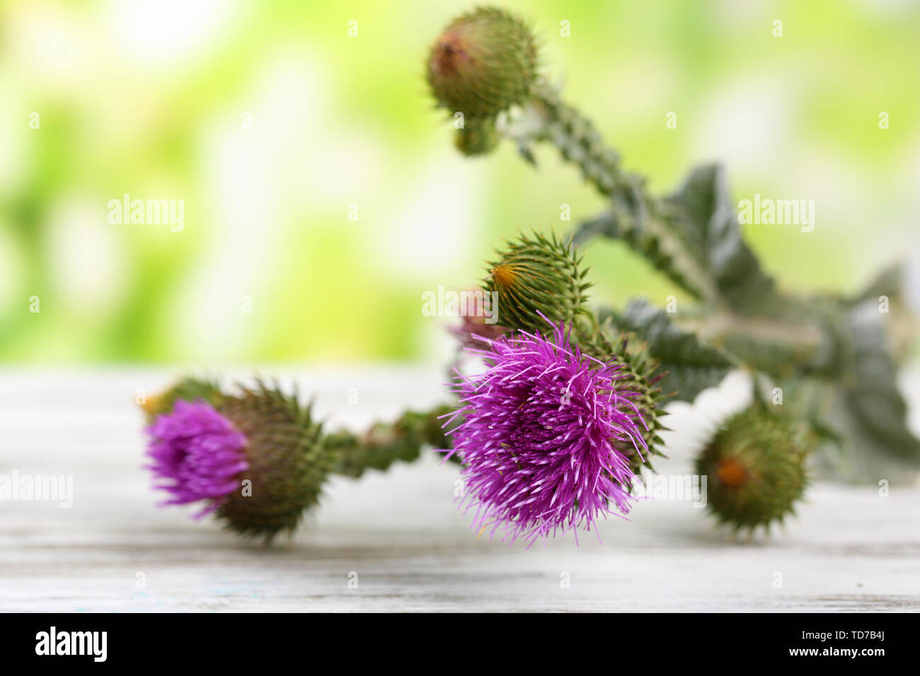 Thistle flowers on nature background Stock Photo - Alamy