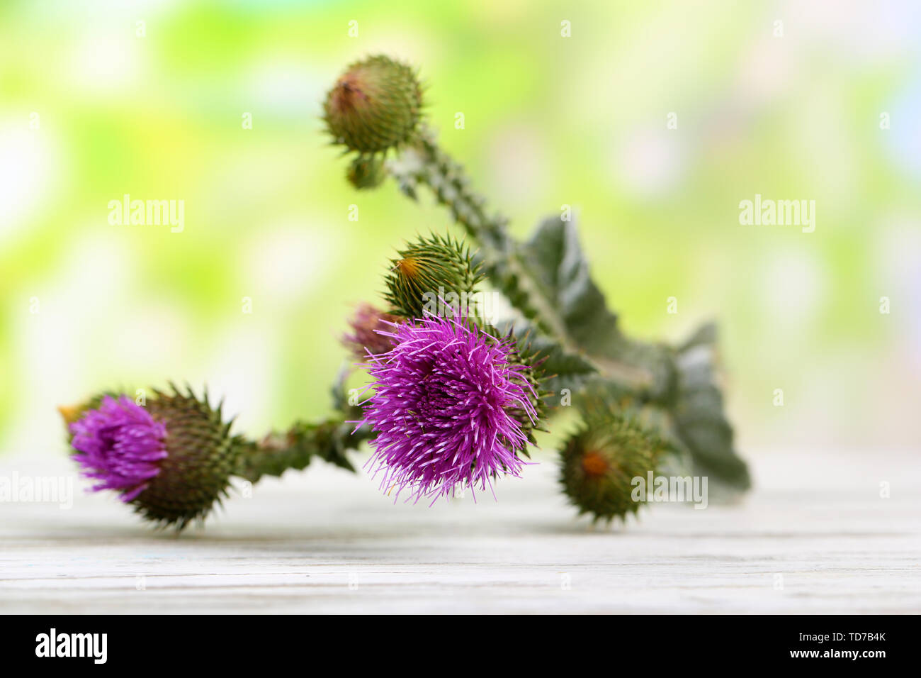 Thistle flowers on nature background Stock Photo - Alamy