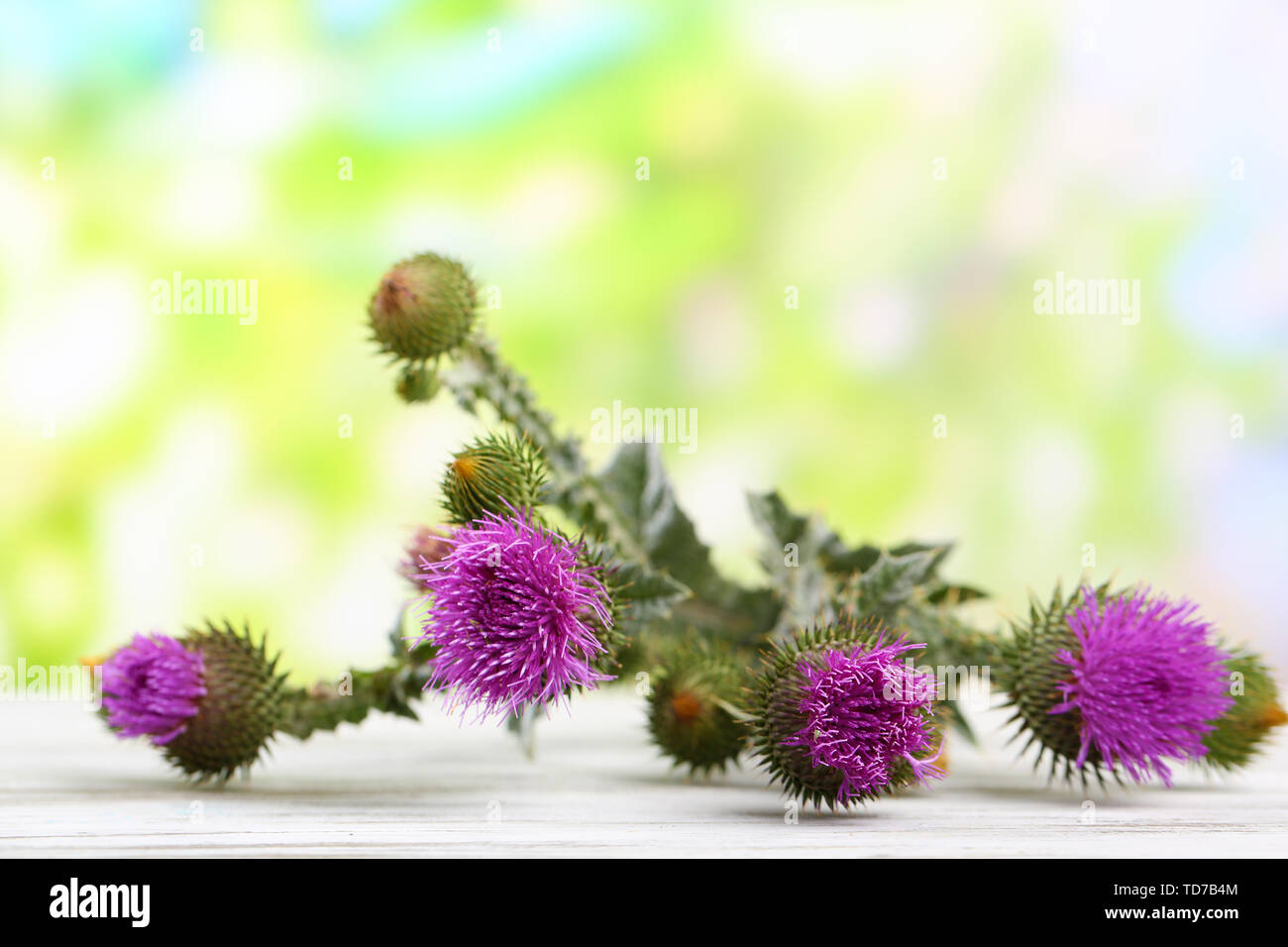 Thistle flowers on nature background Stock Photo - Alamy