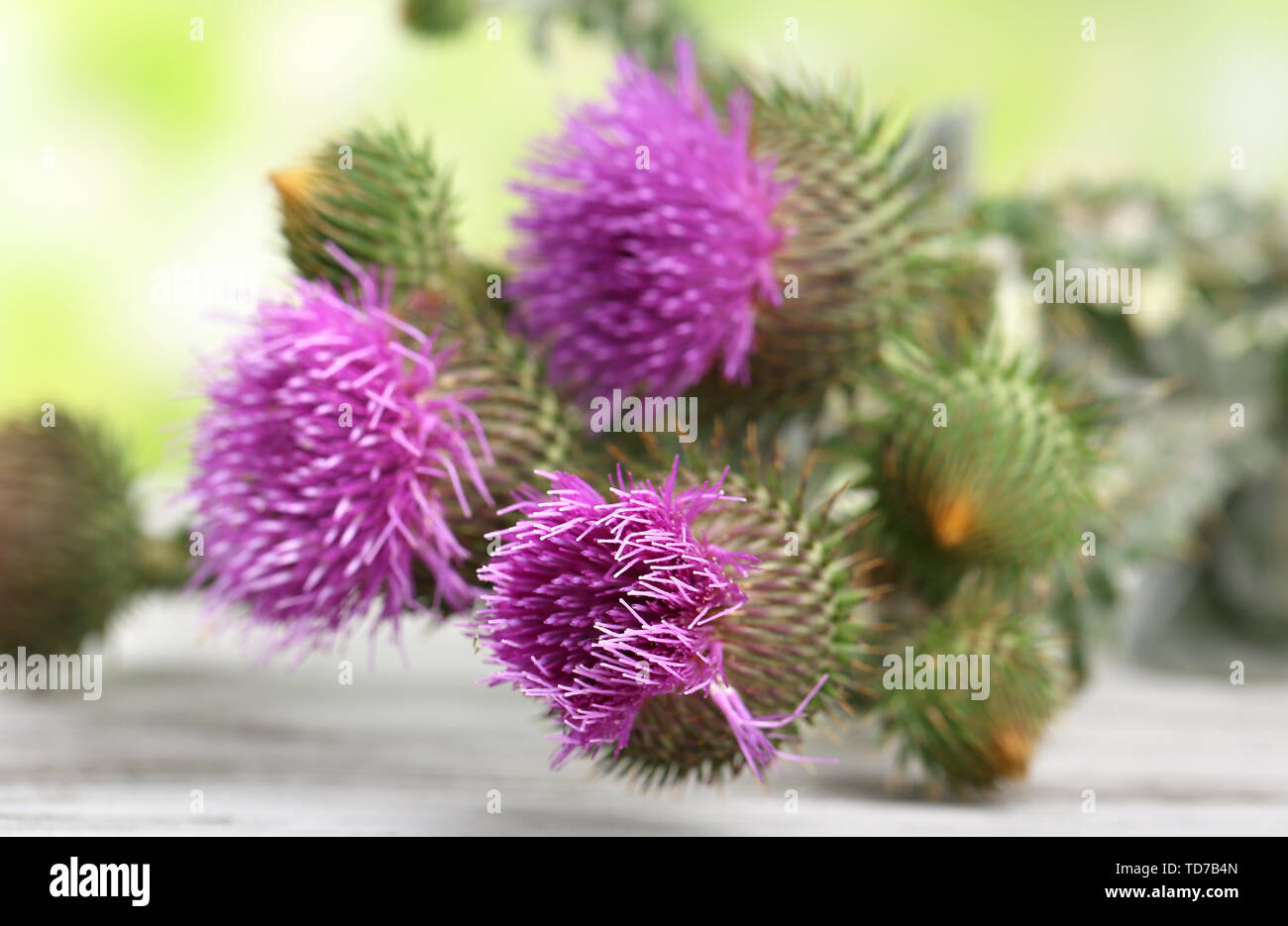 Thistle flowers on nature background Stock Photo - Alamy