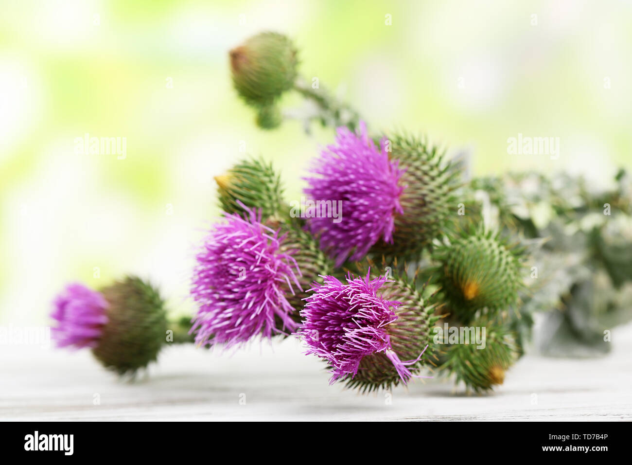 Thistle flowers on nature background Stock Photo - Alamy