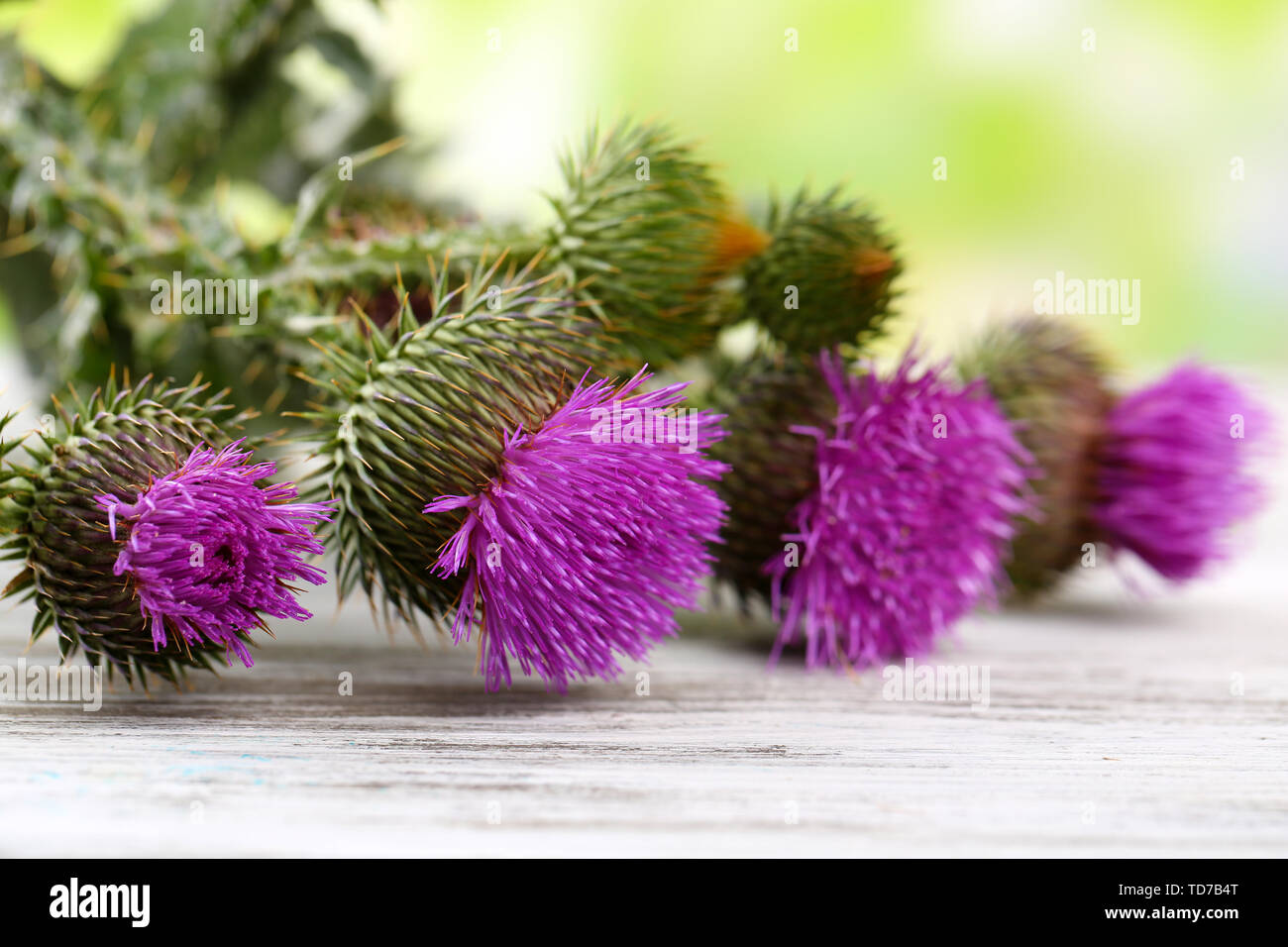 Thistle flowers on nature background Stock Photo - Alamy