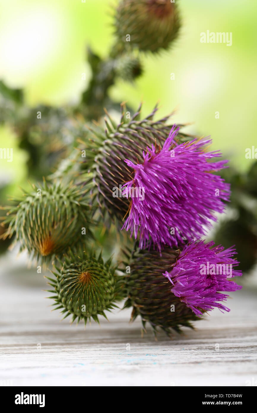Thistle flowers on nature background Stock Photo - Alamy