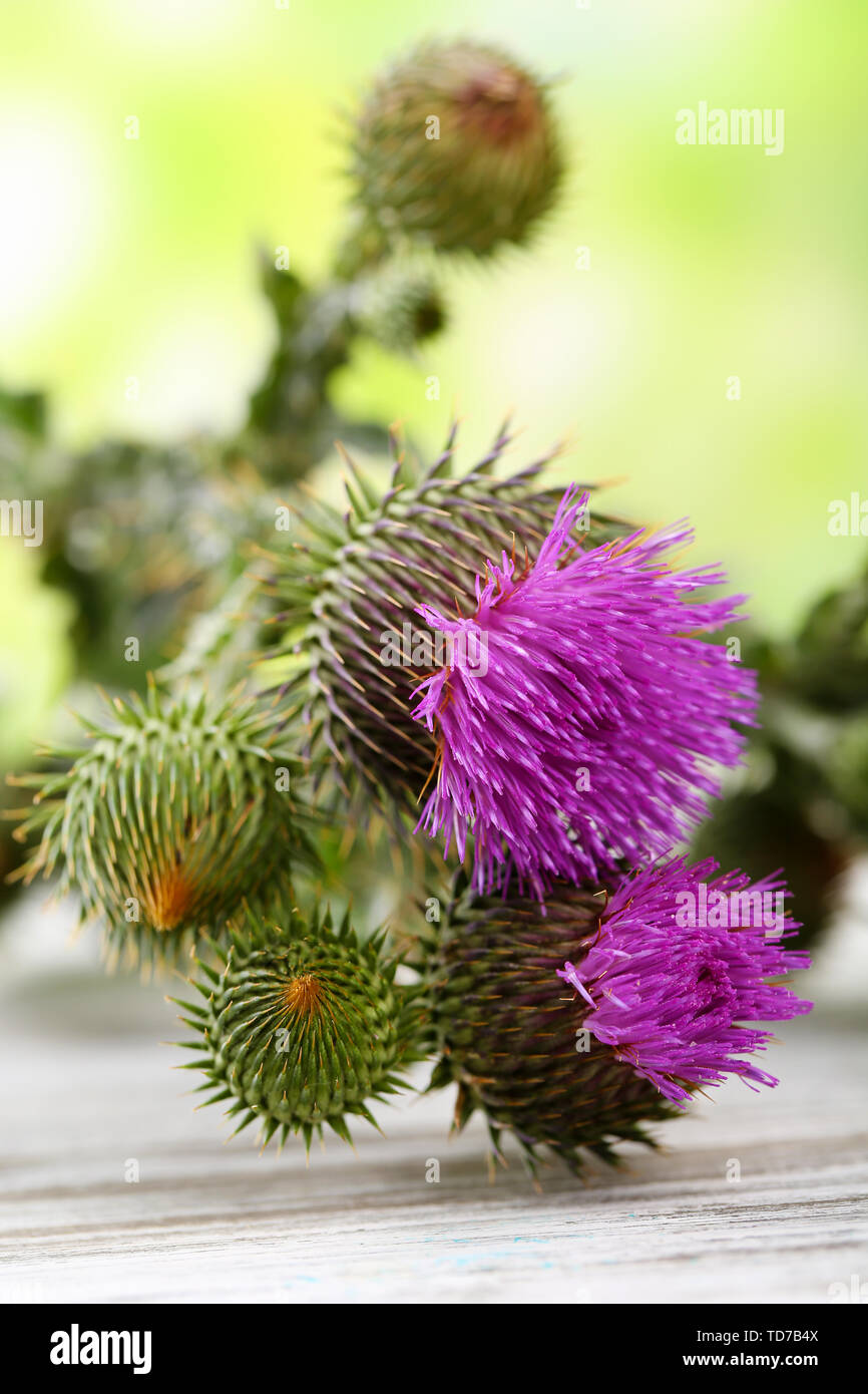 Thistle flowers on nature background Stock Photo - Alamy