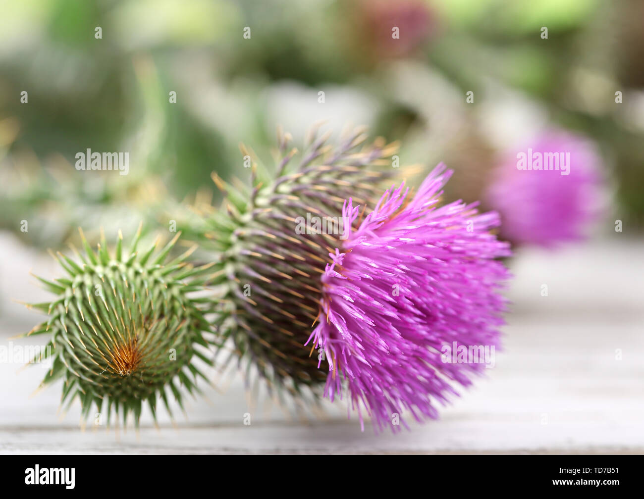 Thistle flowers on nature background Stock Photo - Alamy