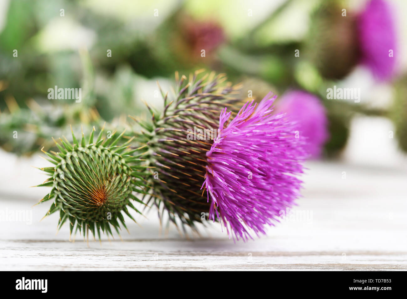 Thistle flowers on nature background Stock Photo - Alamy