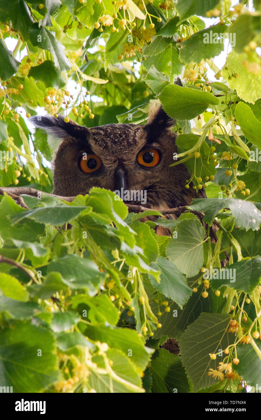 Havelberg, Germany. 11th June, 2019. An eagle owl sits in a tree near ...