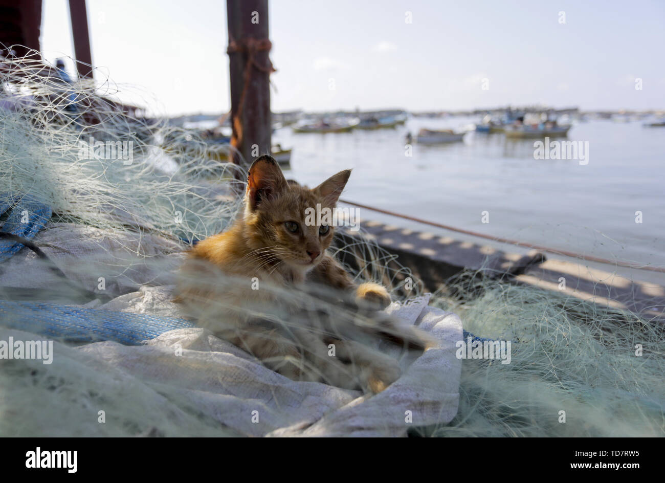 Gaza City, Palestine. 13th June, 2019. A cat sits at the Gaza port on ...