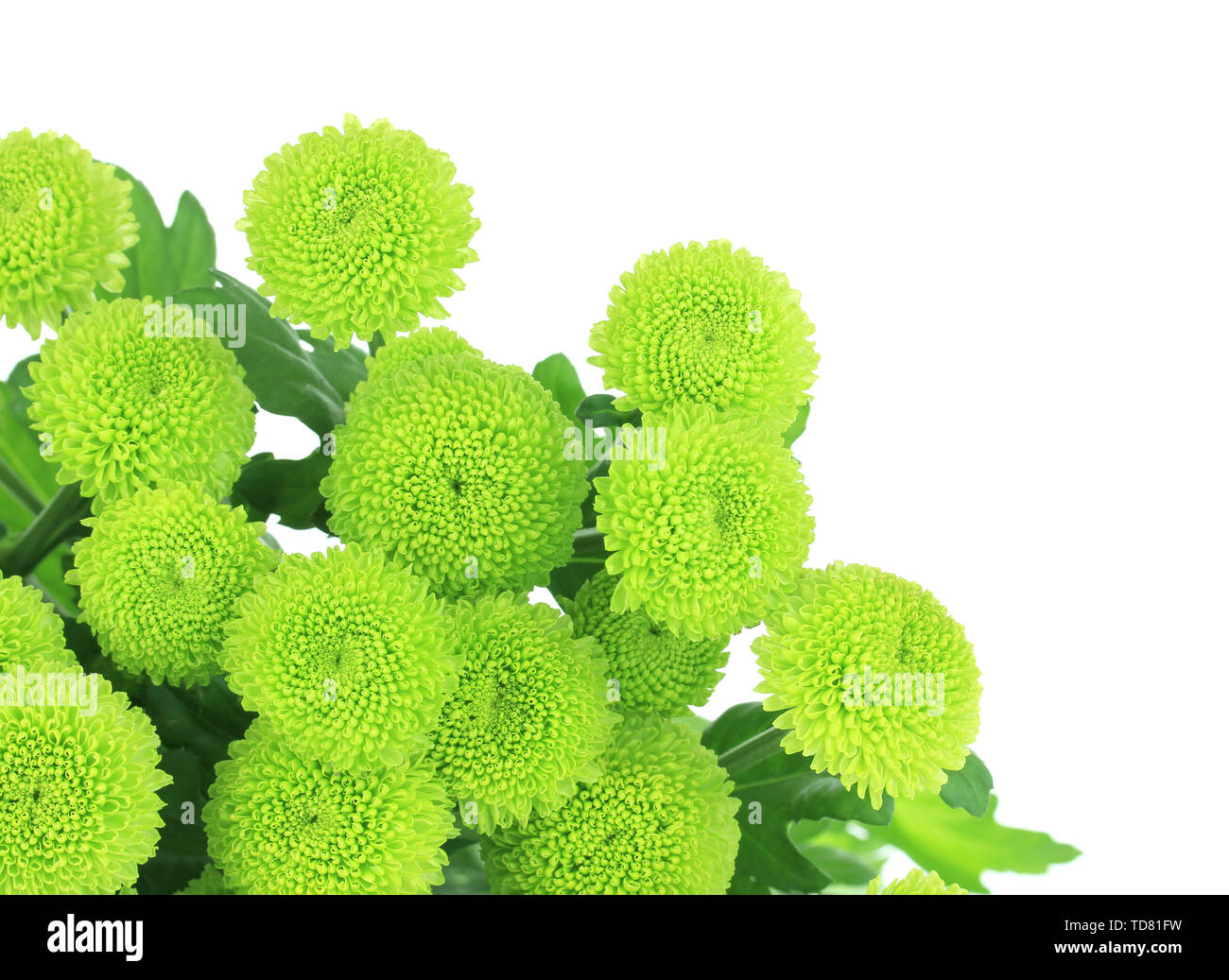 Beautiful green chrysanthemum isolated on white Stock Photo - Alamy