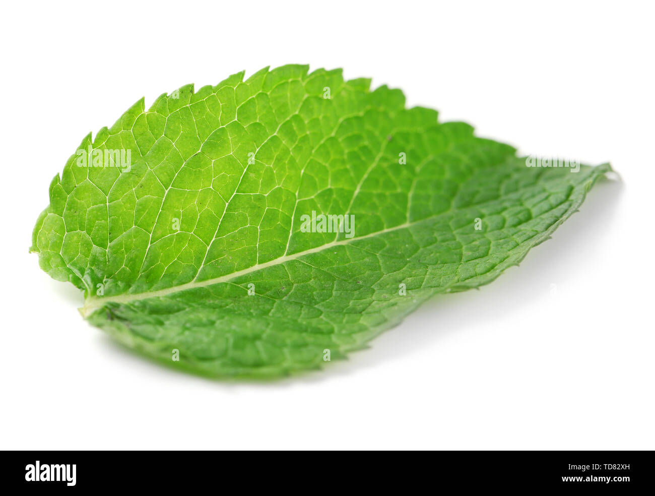 Fresh mint leaf isolated on white Stock Photo - Alamy