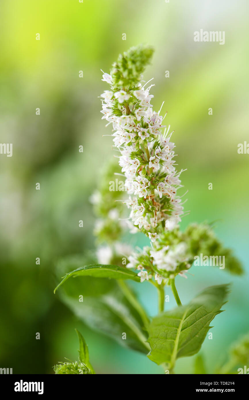Fresh mint flowers in garden Stock Photo - Alamy