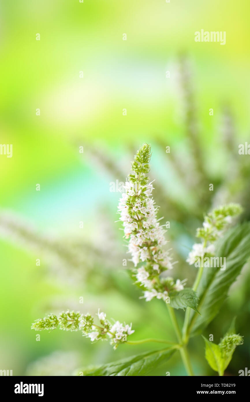 Fresh mint flowers in garden Stock Photo - Alamy