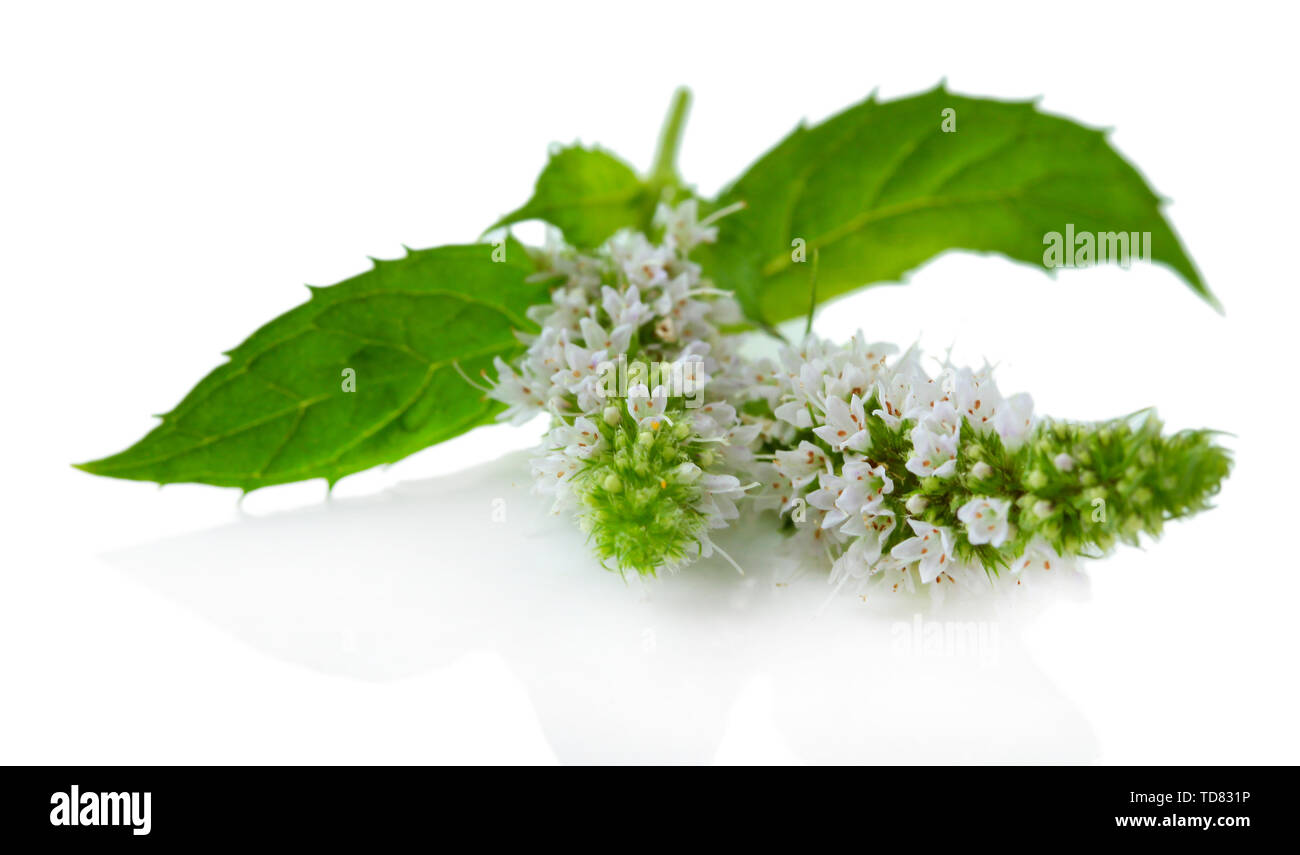 Fresh mint flowers isolated on white Stock Photo - Alamy