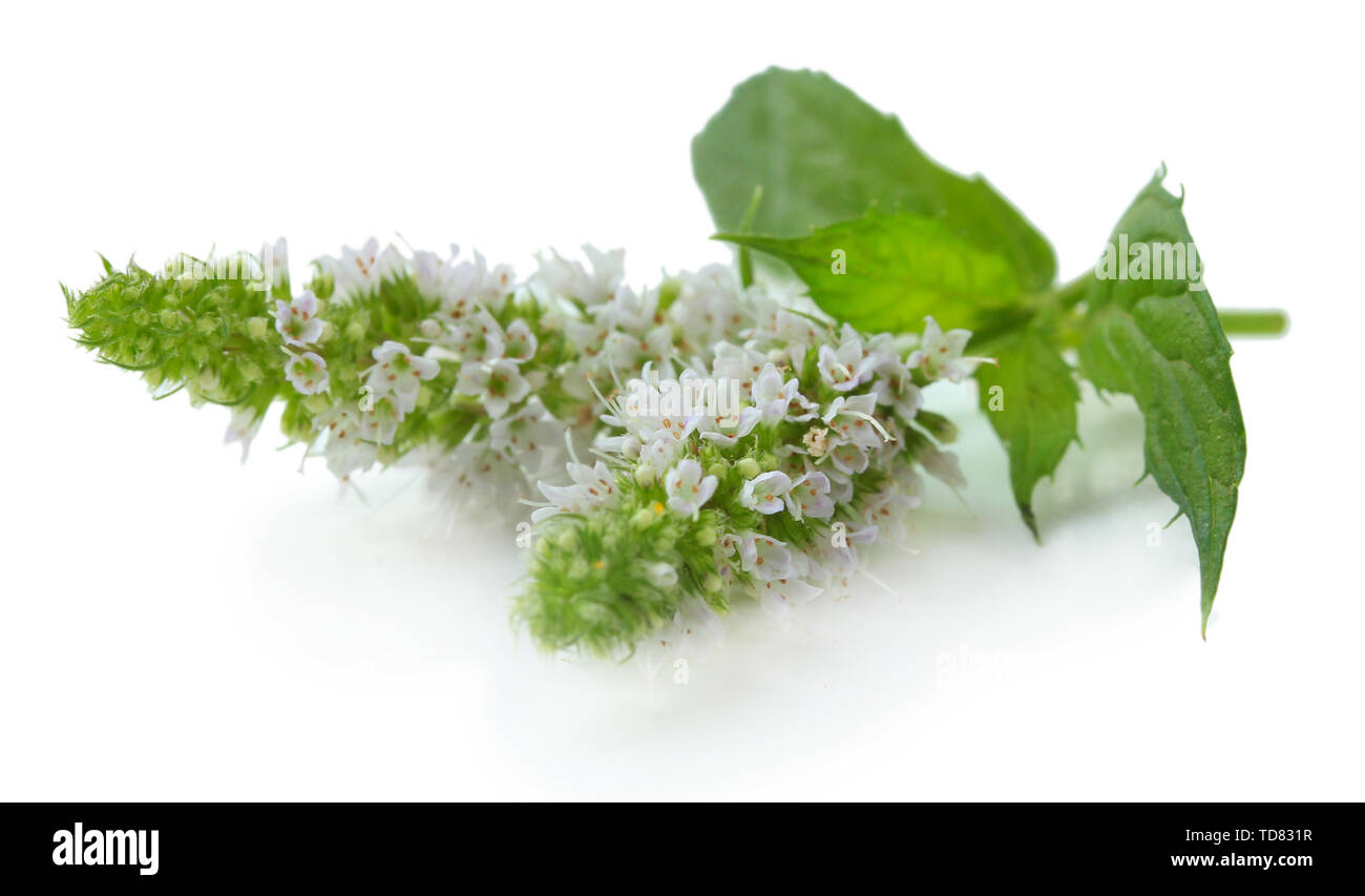 Fresh mint flowers isolated on white Stock Photo - Alamy