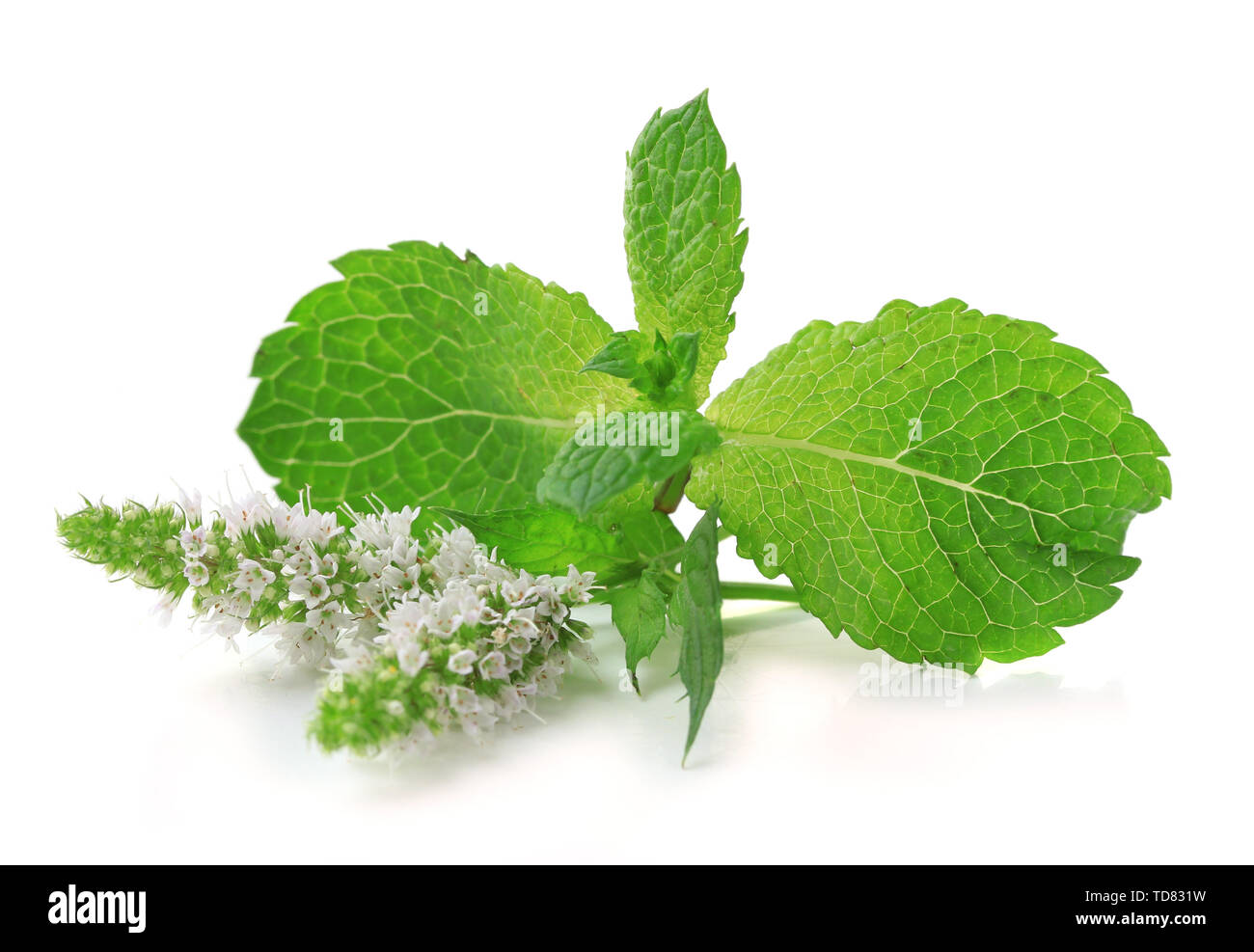 Fresh mint flowers isolated on white Stock Photo - Alamy
