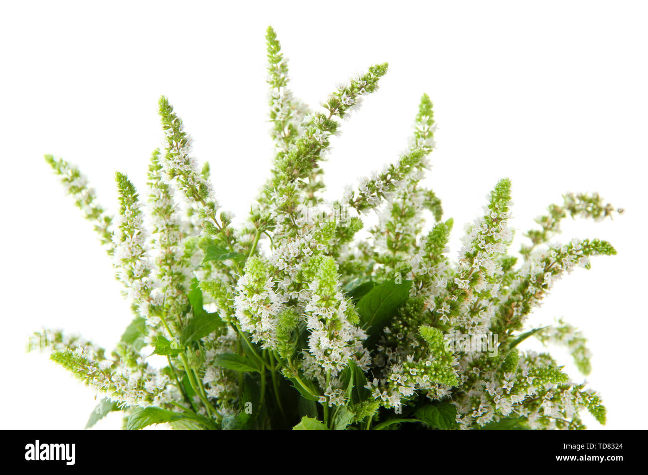 Fresh mint flowers isolated on white Stock Photo - Alamy