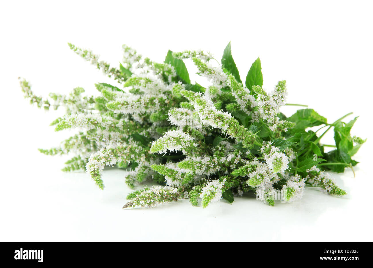 Fresh mint flowers isolated on white Stock Photo - Alamy