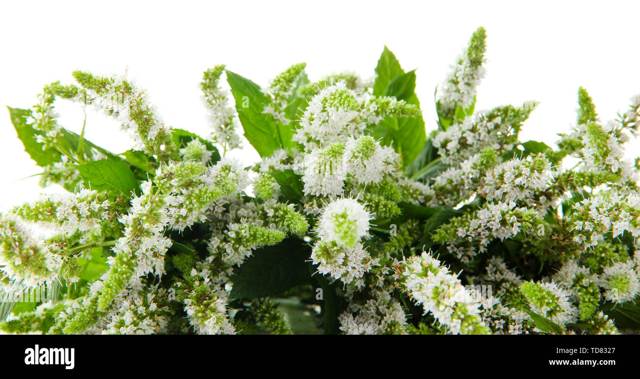 Fresh mint flowers isolated on white Stock Photo - Alamy