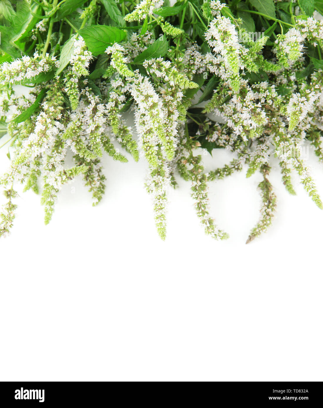 Fresh mint flowers isolated on white Stock Photo - Alamy