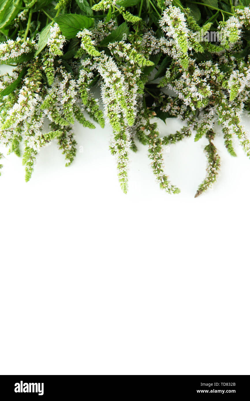 Fresh mint flowers isolated on white Stock Photo - Alamy