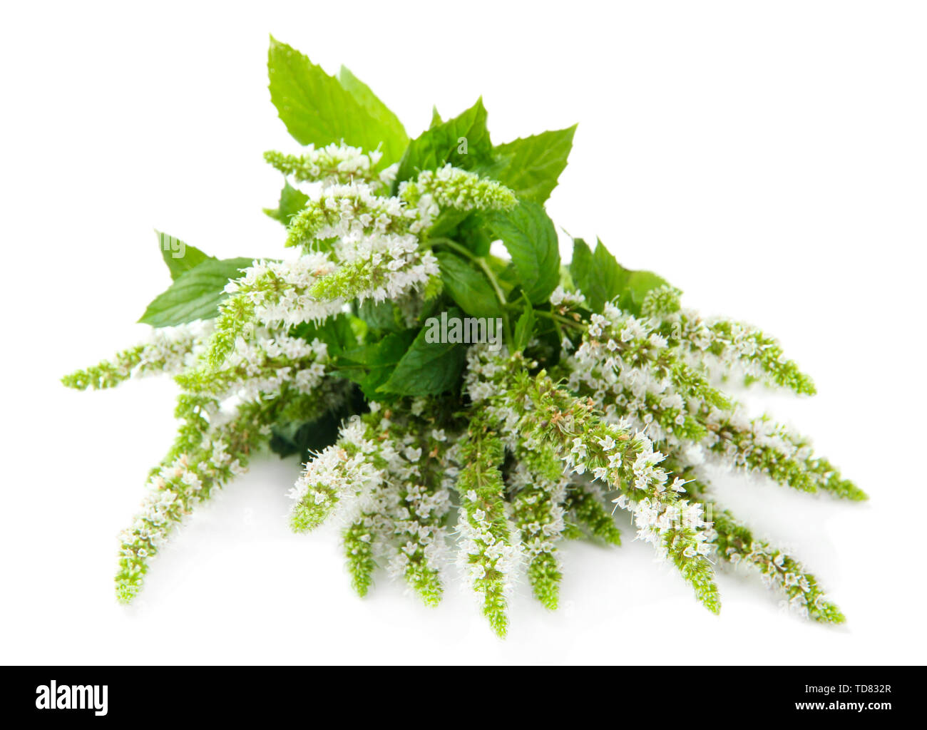 Fresh mint flowers isolated on white Stock Photo - Alamy
