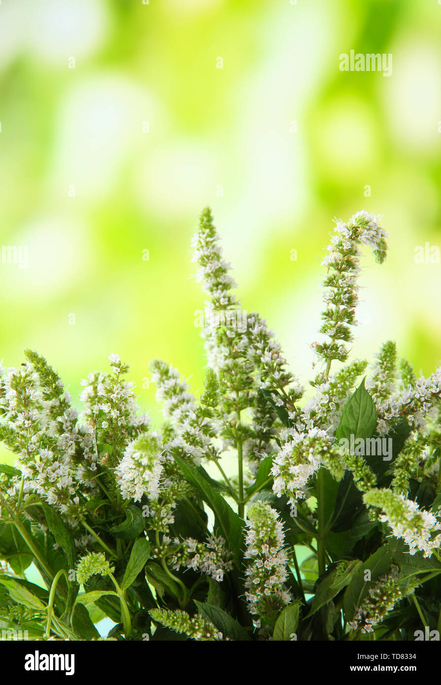 Fresh mint flowers in garden Stock Photo - Alamy