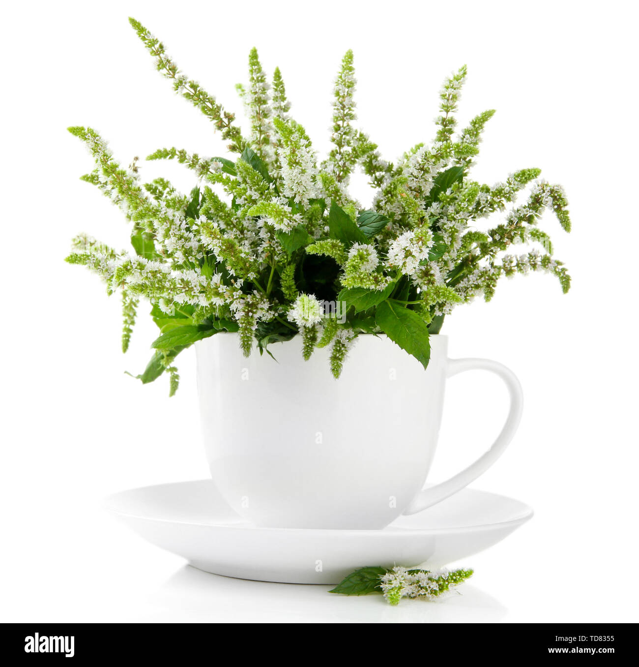 Fresh mint flowers in cup isolated on white Stock Photo - Alamy