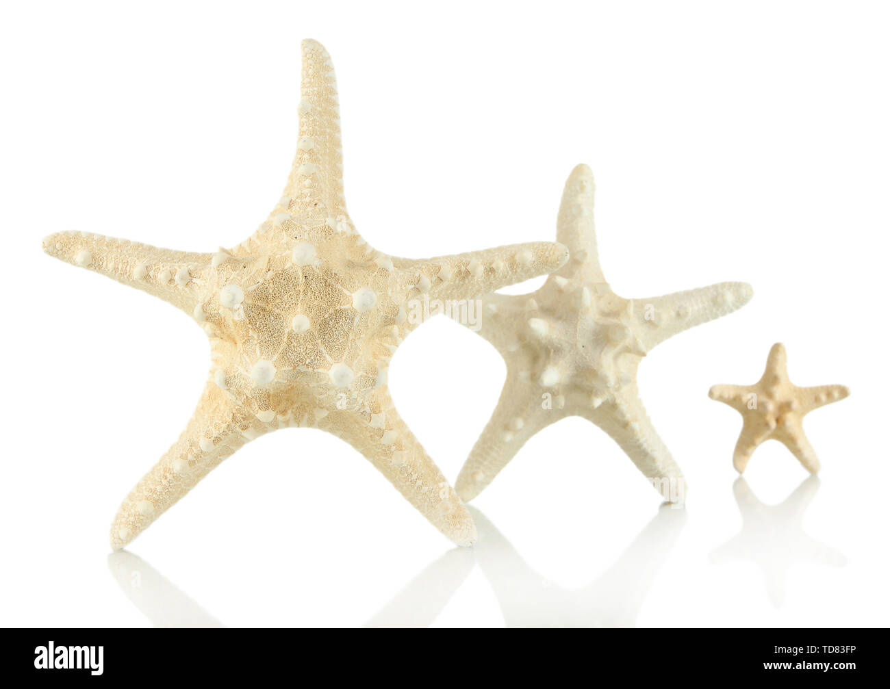 White starfishes isolated on white Stock Photo - Alamy