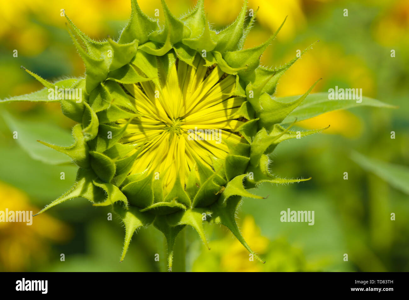 Beautiful bud of sunflower, close up Stock Photo - Alamy