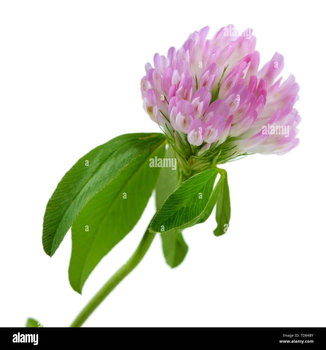 Purple clover flower close Cut Out Stock Images & Pictures - Alamy