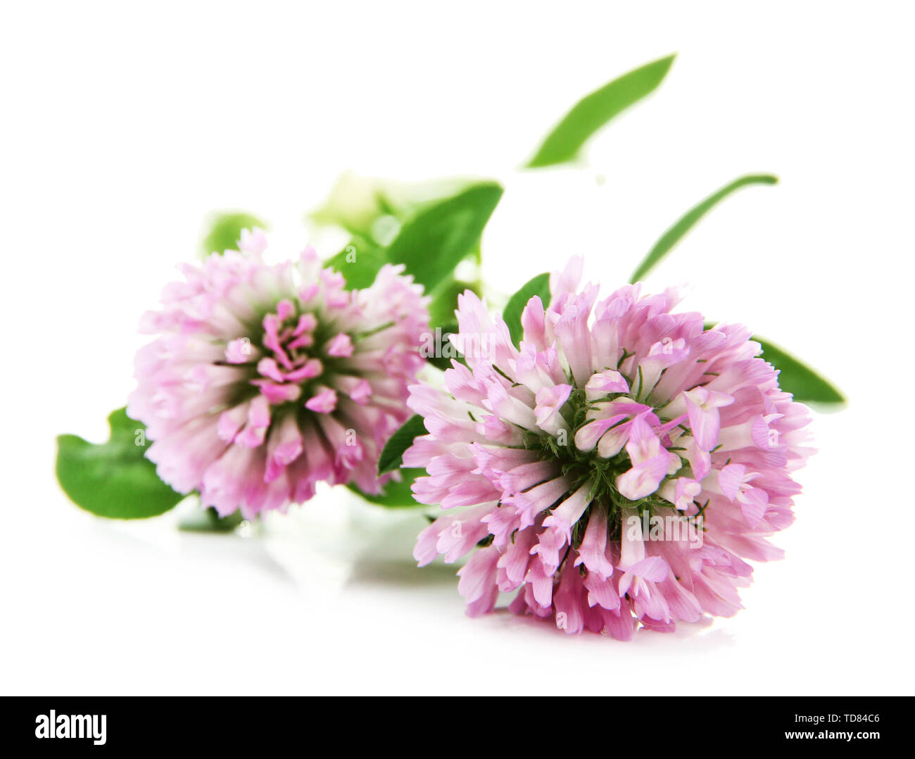 Purple clover flower close Cut Out Stock Images & Pictures - Alamy
