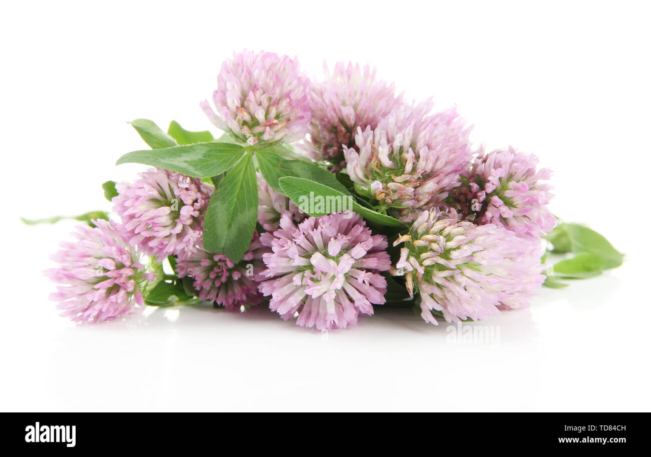 Clover flowers isolated on white Stock Photo - Alamy