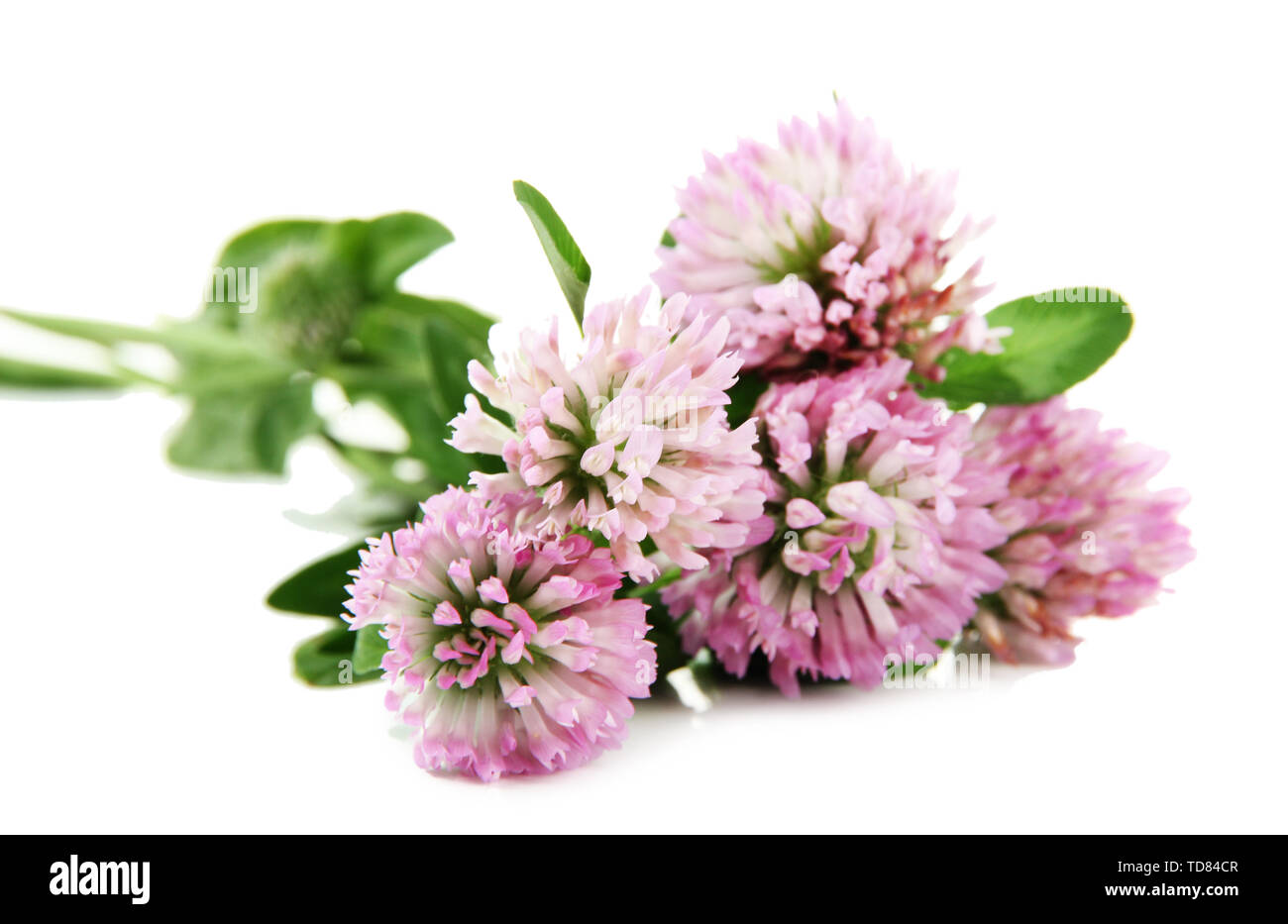 Purple clover flower close Cut Out Stock Images & Pictures - Alamy