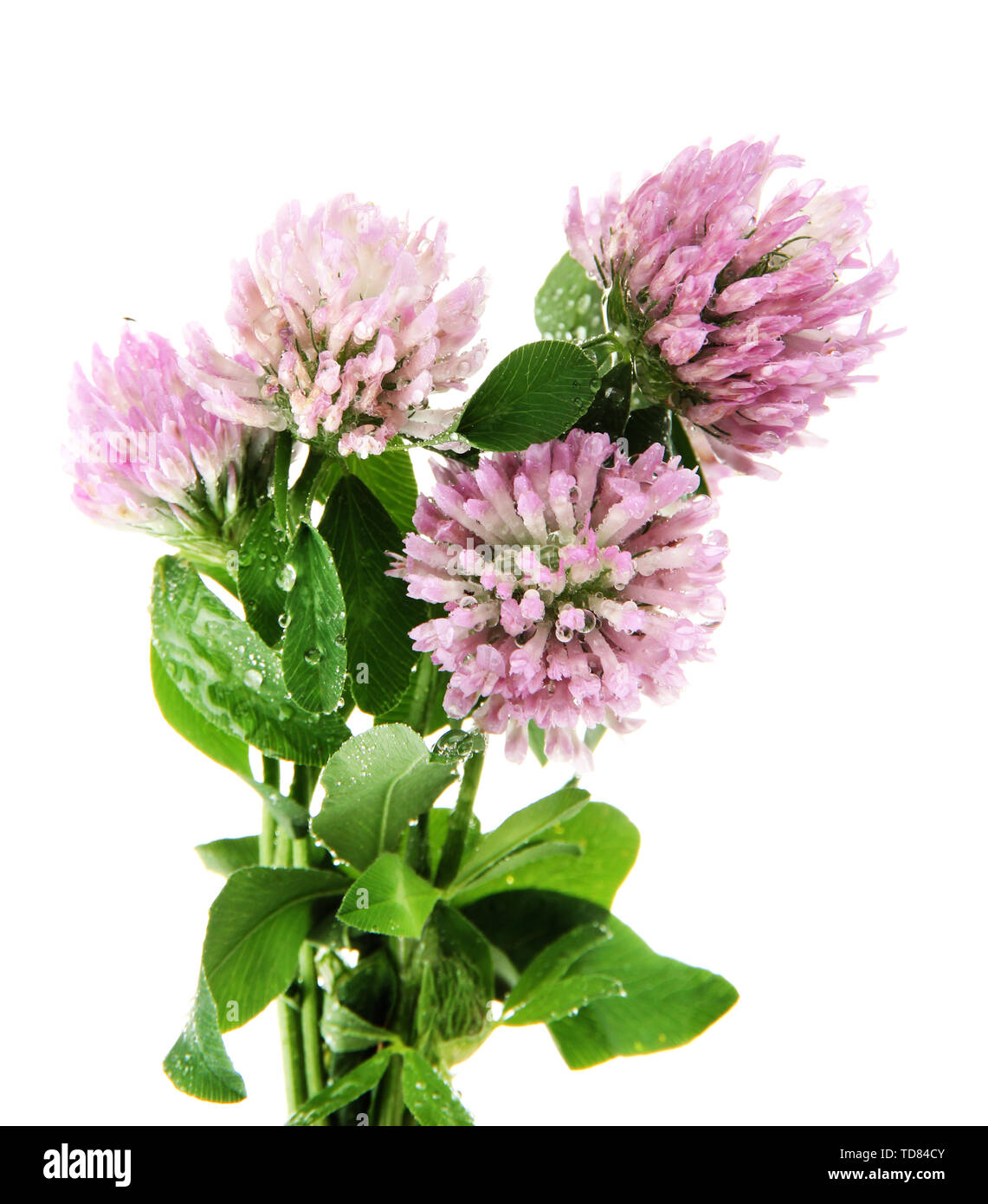 Clover flowers isolated on white Stock Photo - Alamy