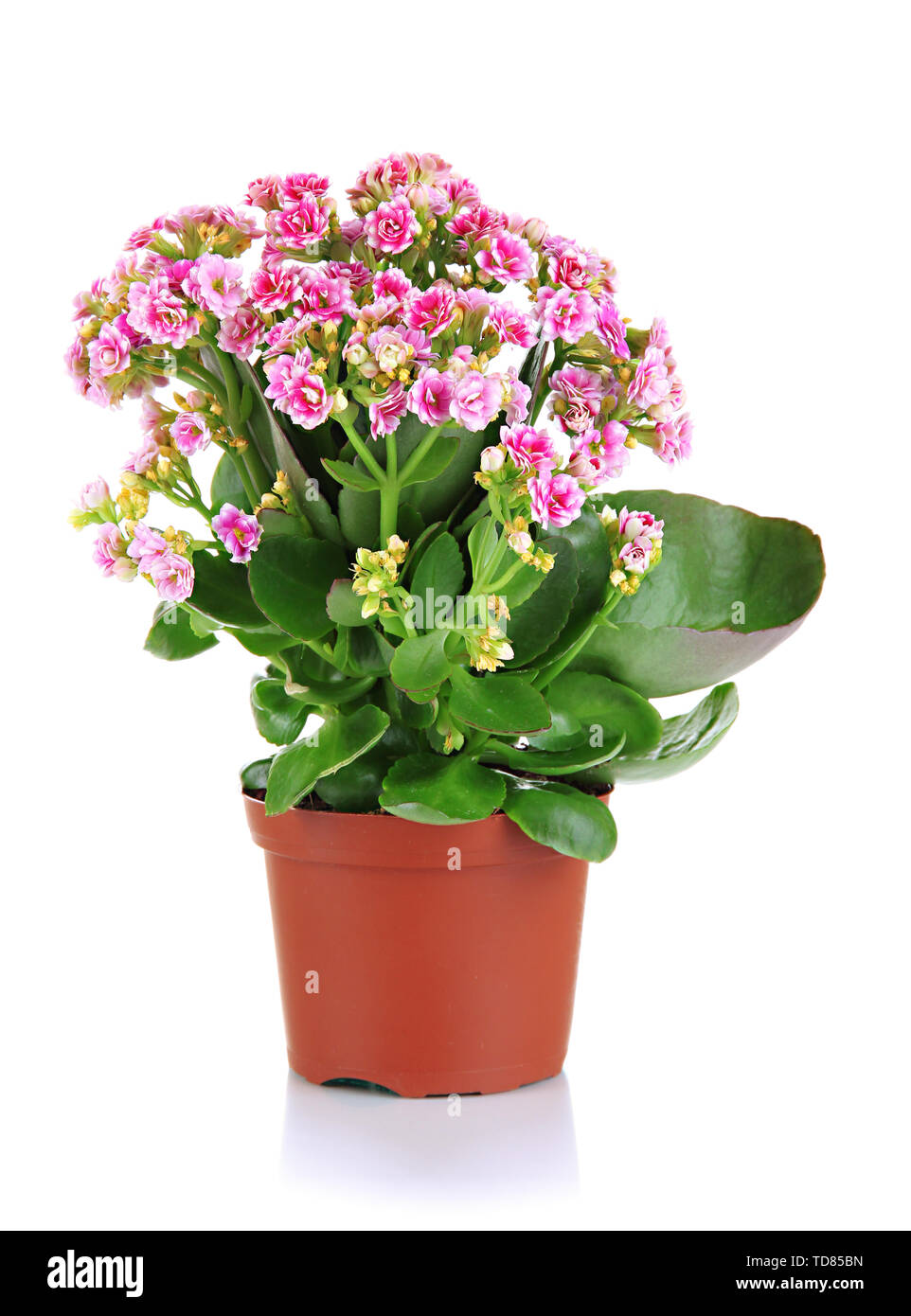Beautiful flower in pot isolated on white Stock Photo - Alamy