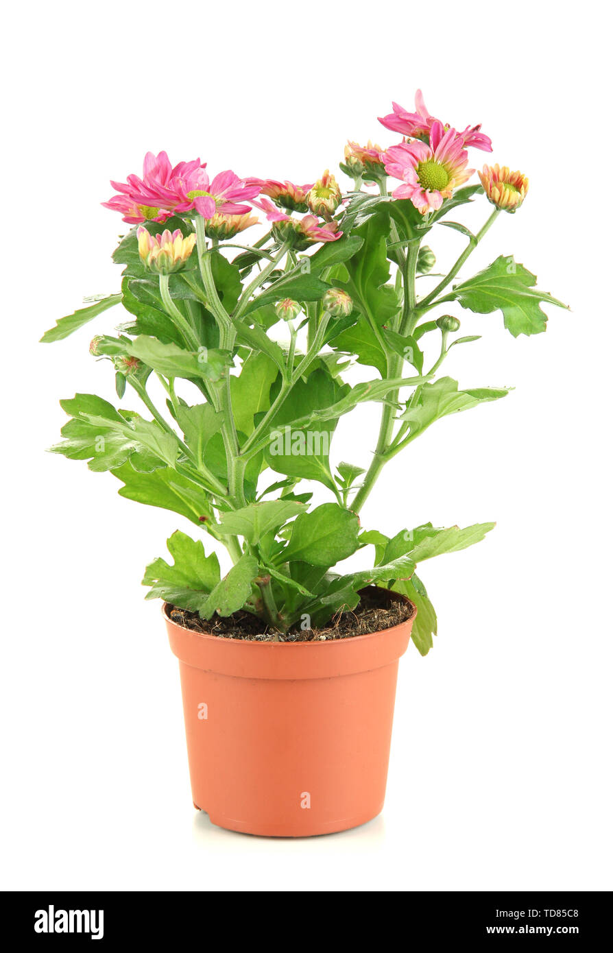 Beautiful flower in pot isolated on white Stock Photo - Alamy