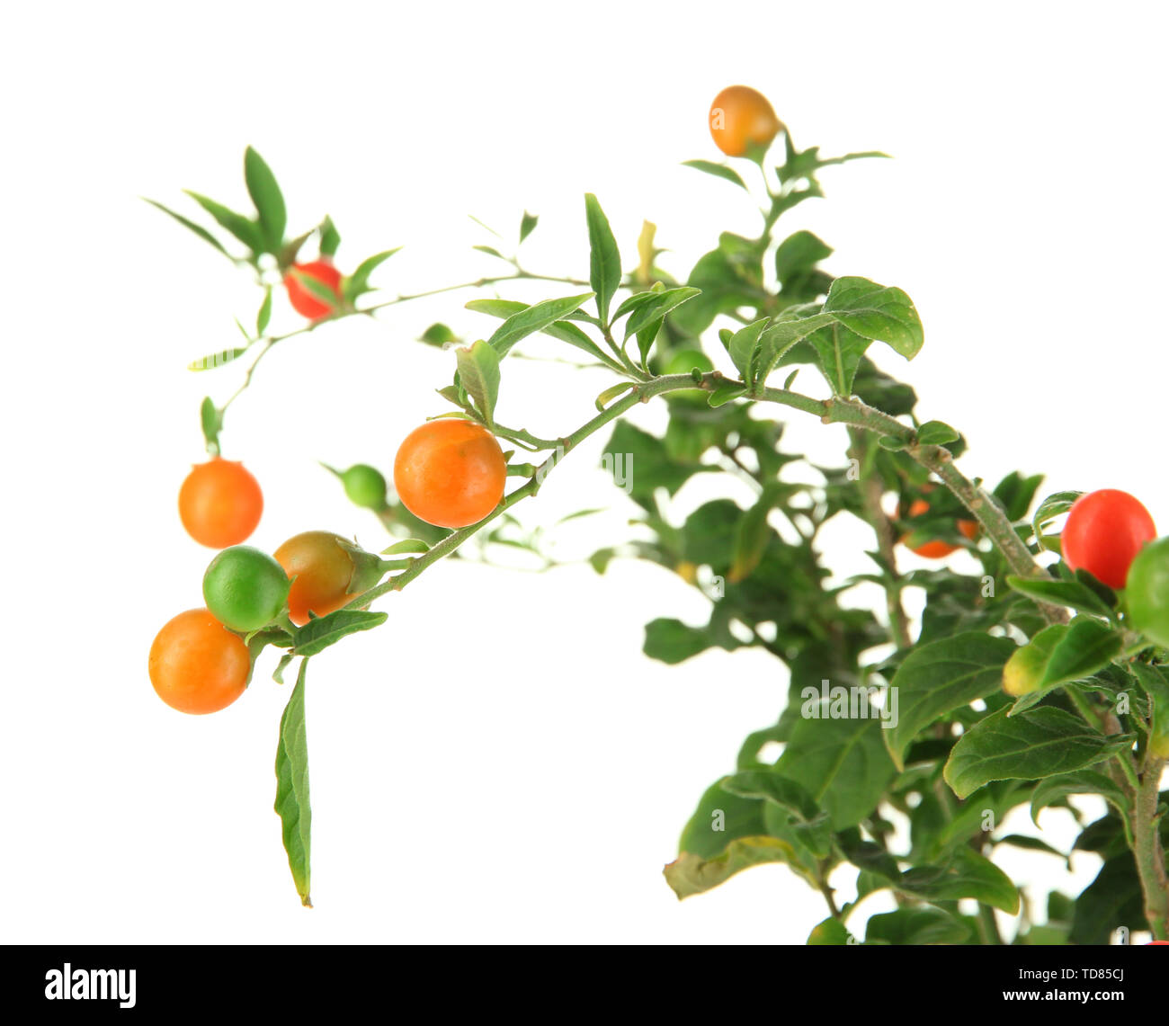 Decorative tree with fruits close-up isolated on white Stock Photo - Alamy