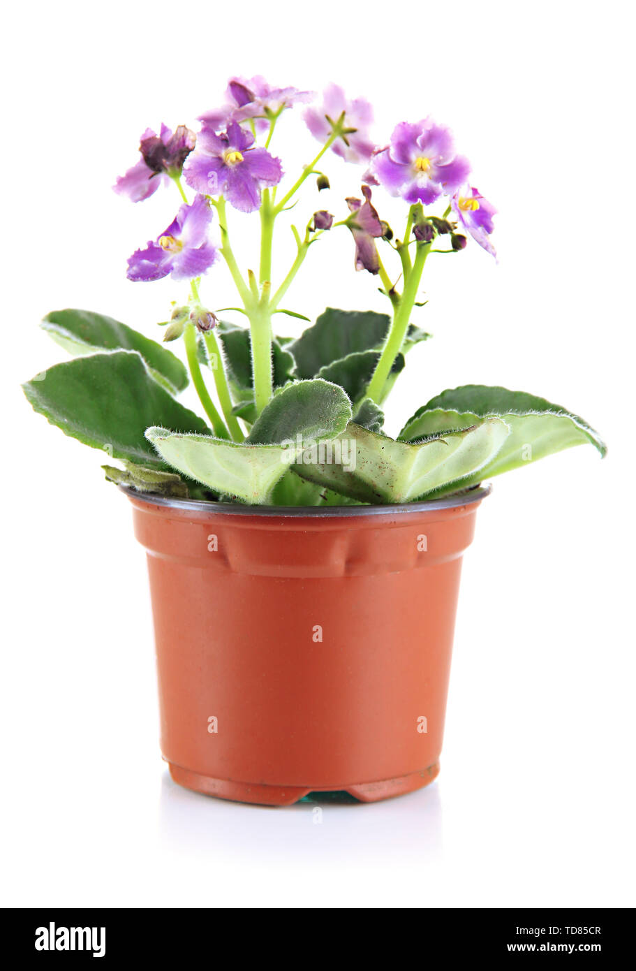 Beautiful flower in pot isolated on white Stock Photo - Alamy