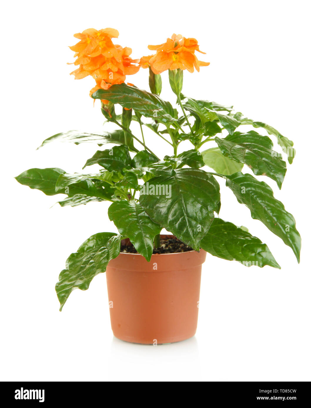 Beautiful flower in pot isolated on white Stock Photo - Alamy