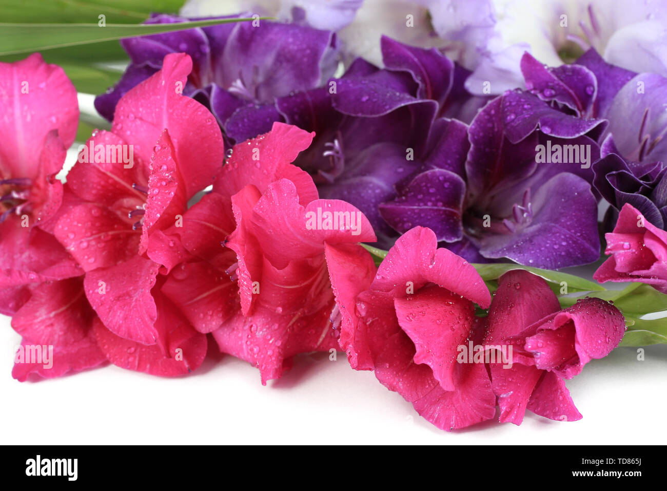 Beautiful gladiolus flower close up Stock Photo - Alamy