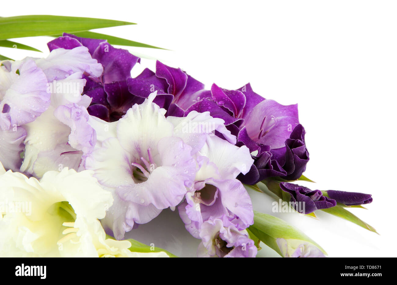 Beautiful gladiolus flower isolated on white Stock Photo - Alamy