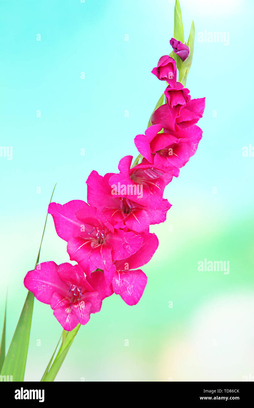 Beautiful gladiolus flower on bright background Stock Photo - Alamy