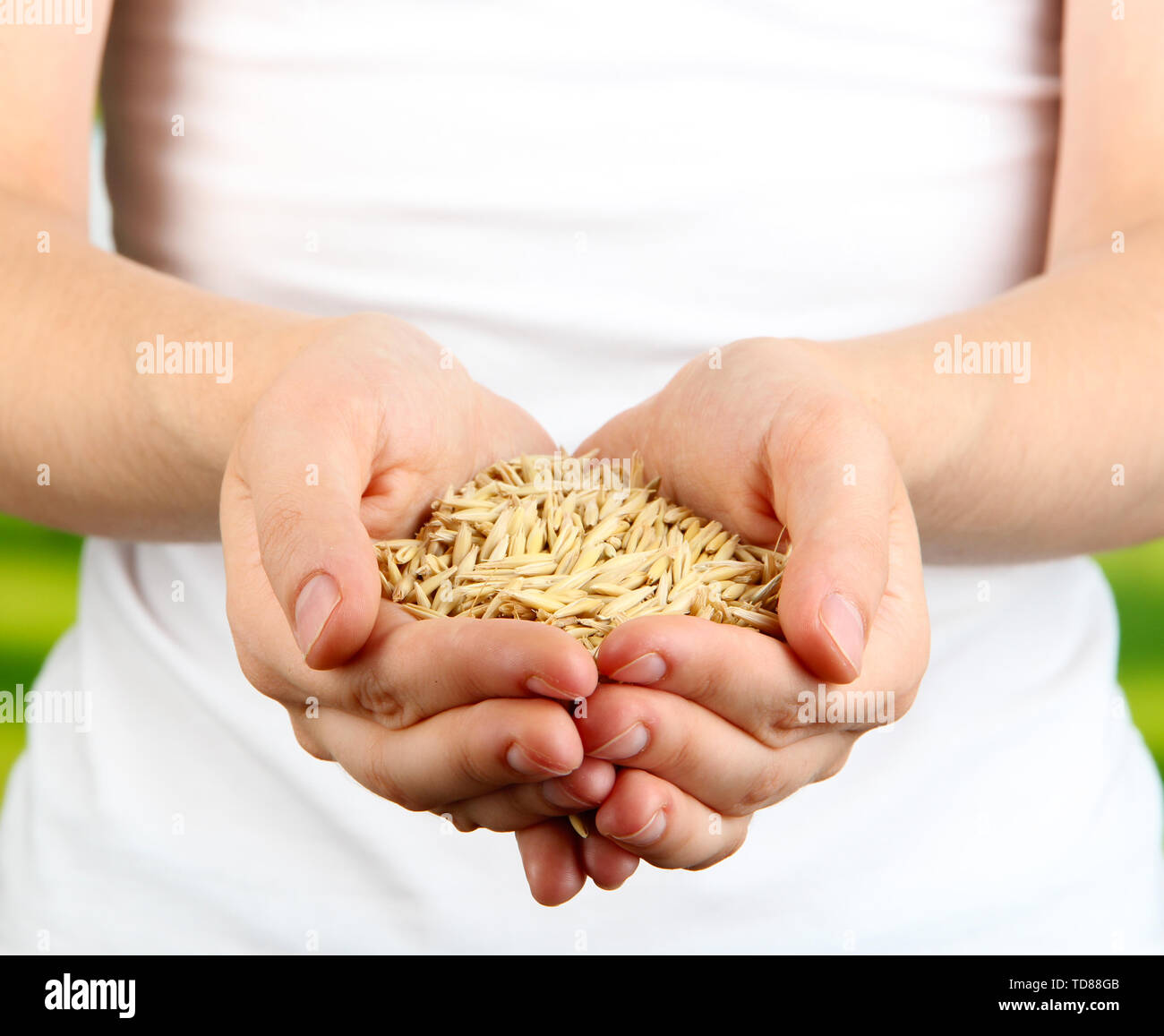 Wheat grain in female hands on natural background Stock Photo - Alamy
