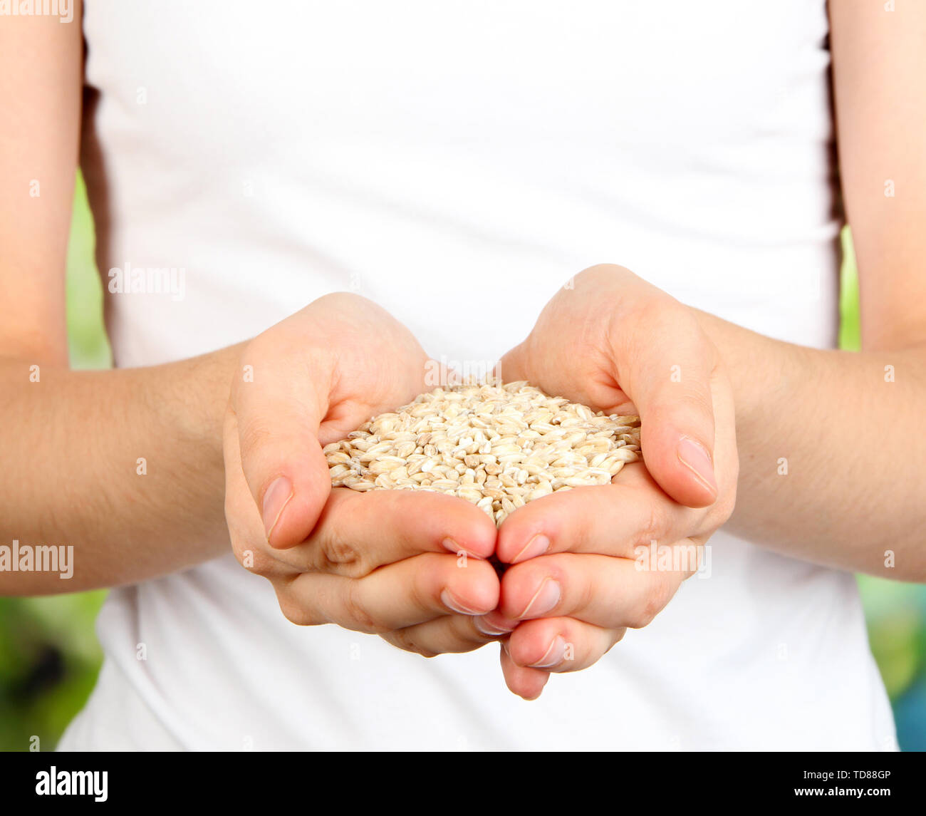 Wheat grain in female hands on natural background Stock Photo - Alamy