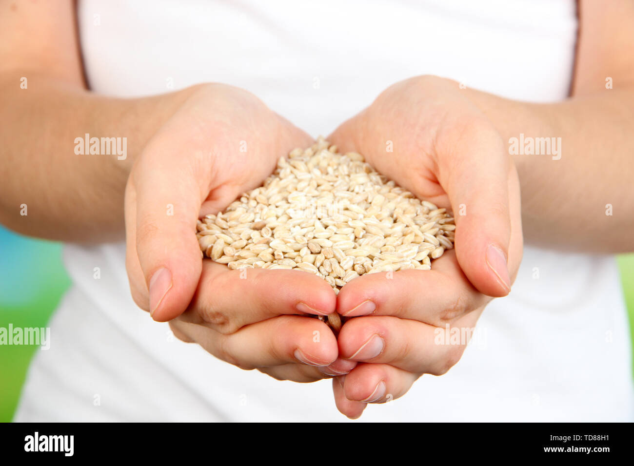 Wheat grain in female hands on natural background Stock Photo - Alamy