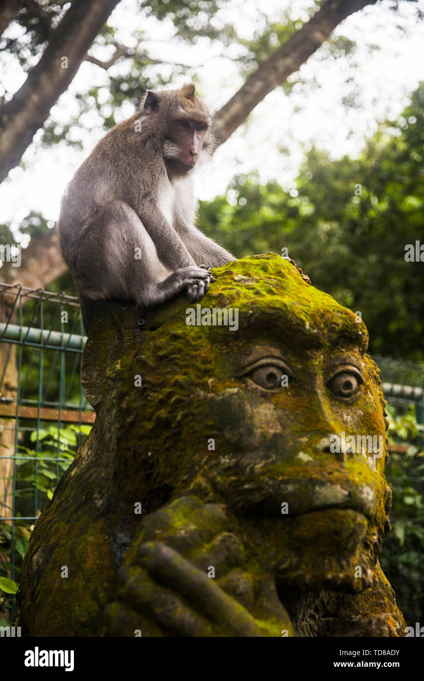 Monkey on the statue at Ubud Monkey Forest sanctuary at Bali island ...